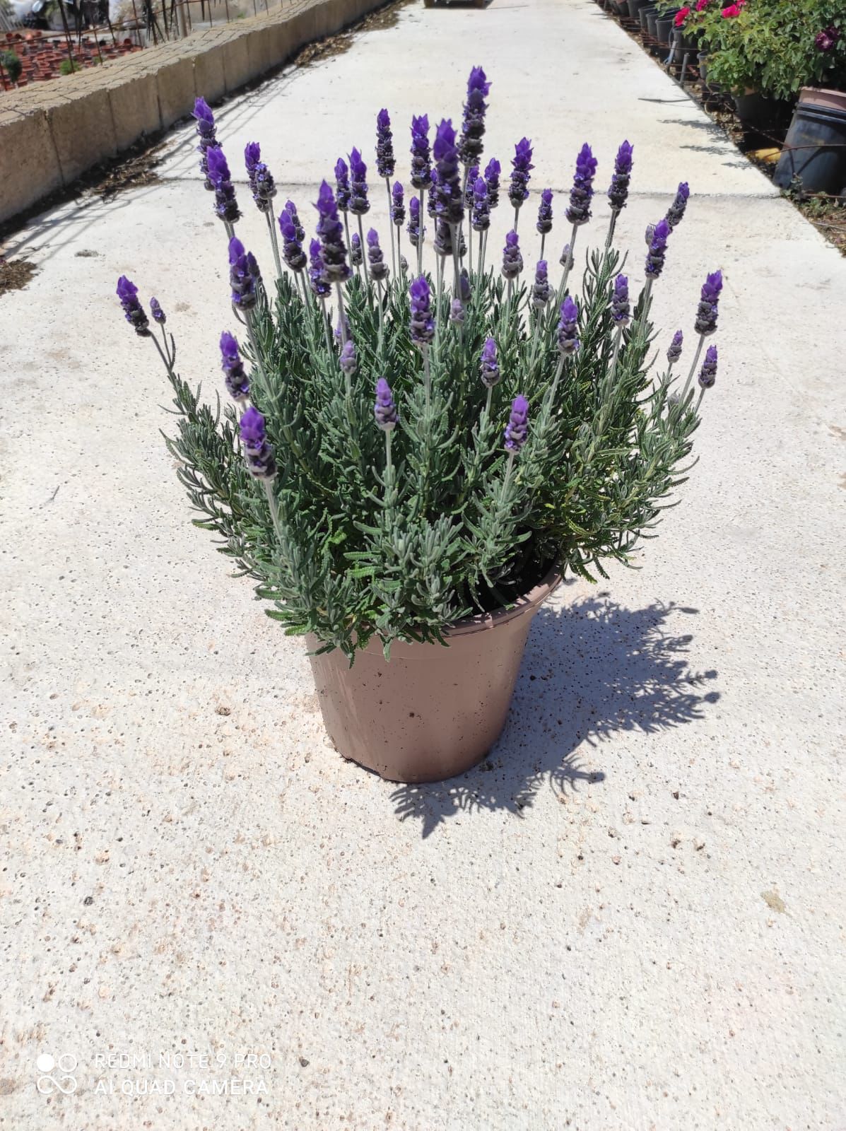 Lavanda | Plantas aromáticas | Vivero y Venta al por Mayor