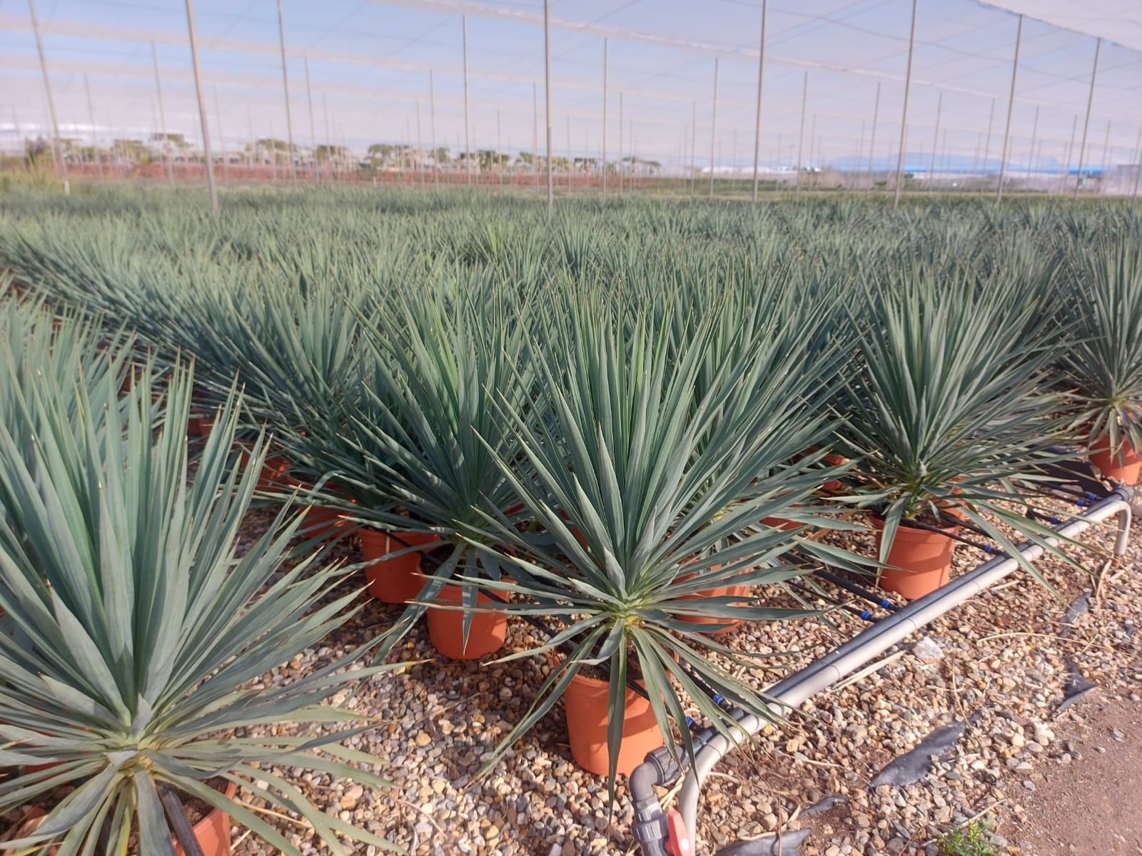 Comprar planta de Yuca - Vivero P.O.M.