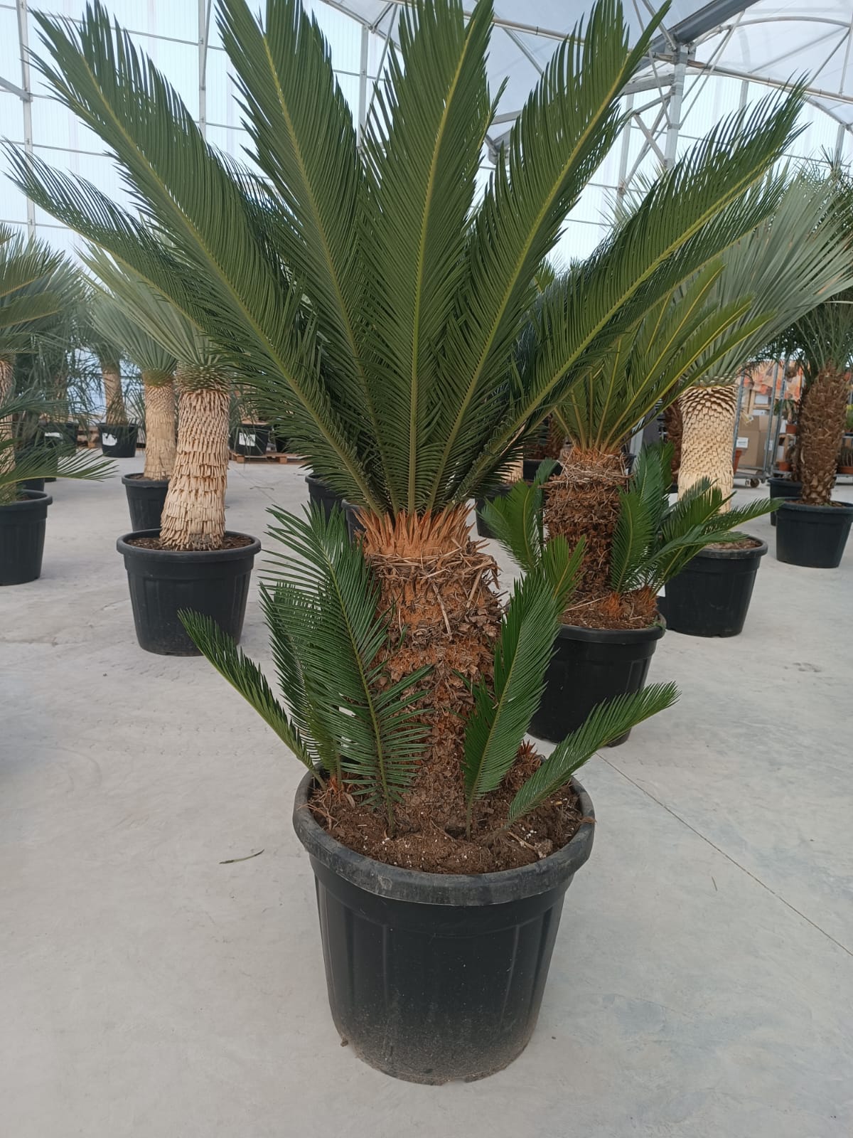 Cyca Revoluta - Vivero y Venta al por mayor - P.O.M