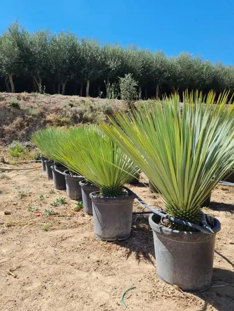 Comprar planta de Yuca - Vivero P.O.M.